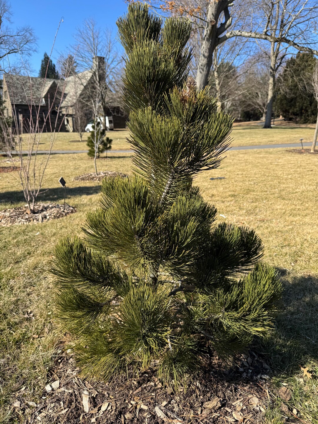 Pinus Heldreichii 'malinki' - Bosnian Pine - Live Plant - 6” Tall - 1 ...