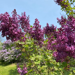Syringa X Hyacinthiflora 'declaration' Lilac - Live Plant - 1 Gallon ...