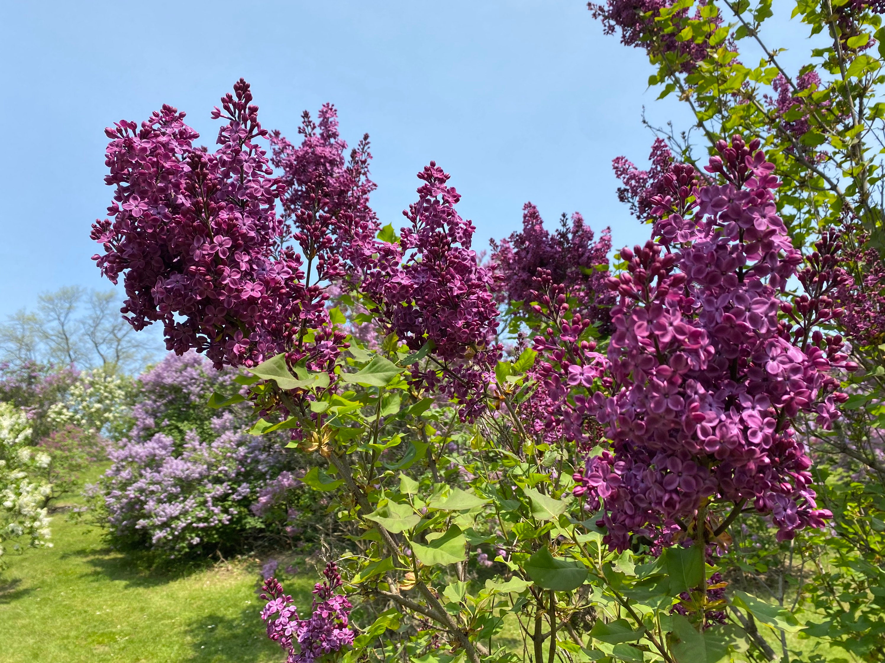 Syringa X Hyacinthiflora 'declaration' Lilac - Live Plant - 1 Gallon ...
