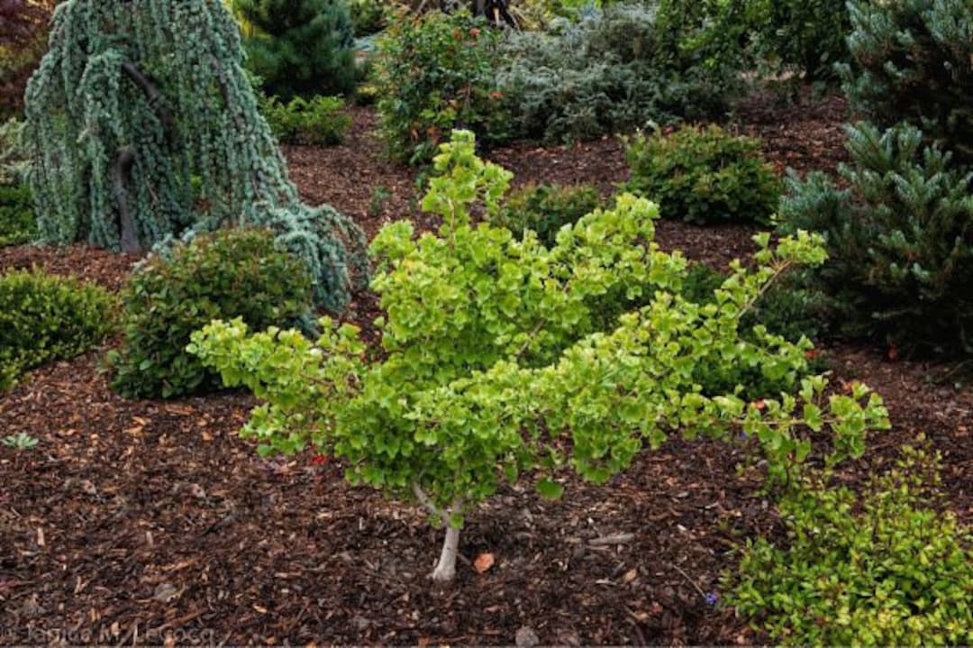 Ginkgo Biloba 'todd's Dwarf' - Dwarf Ginkgo Tree - Live Plant - 10 ...