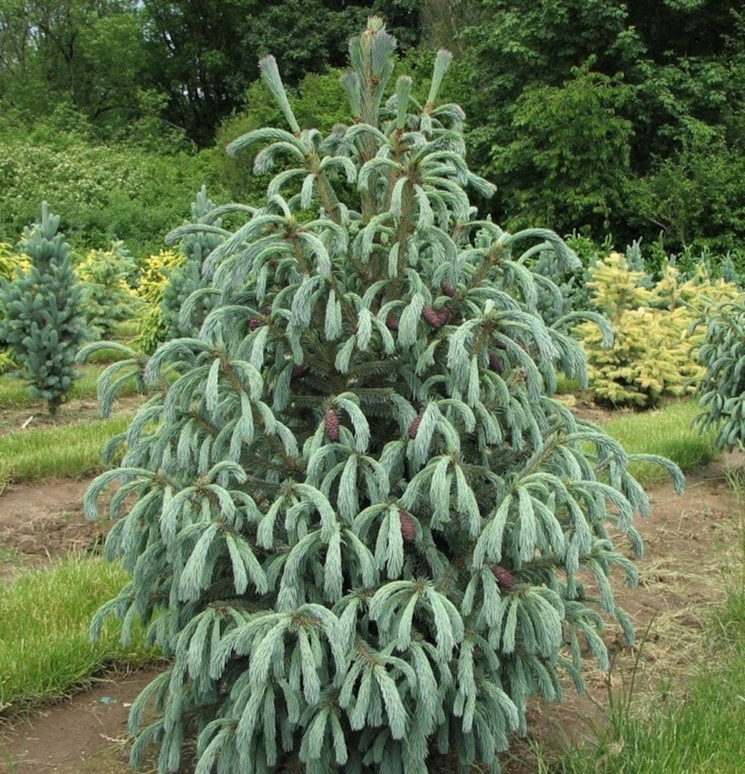 Picea Engelmannii 'blue Magoo' - Engelmann Spruce - 18" Tall - 1 Gallon ...