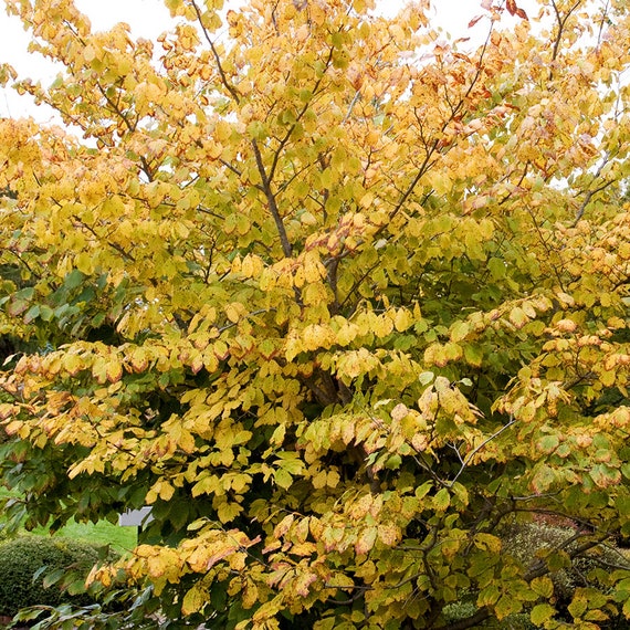 Hamamelis Vernalis 'golden Eclipse' Witch Hazel Live | Etsy
