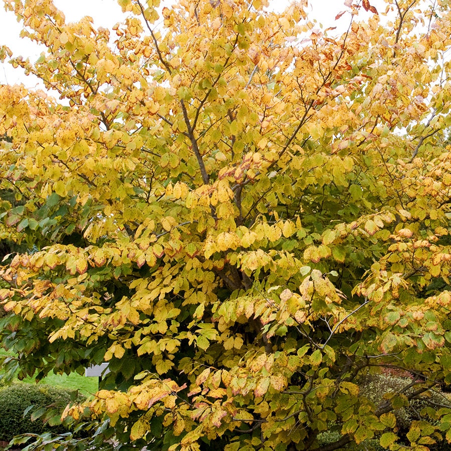 Hamamelis vernalis 'Beholden' Witch Hazel Live Plant | Etsy