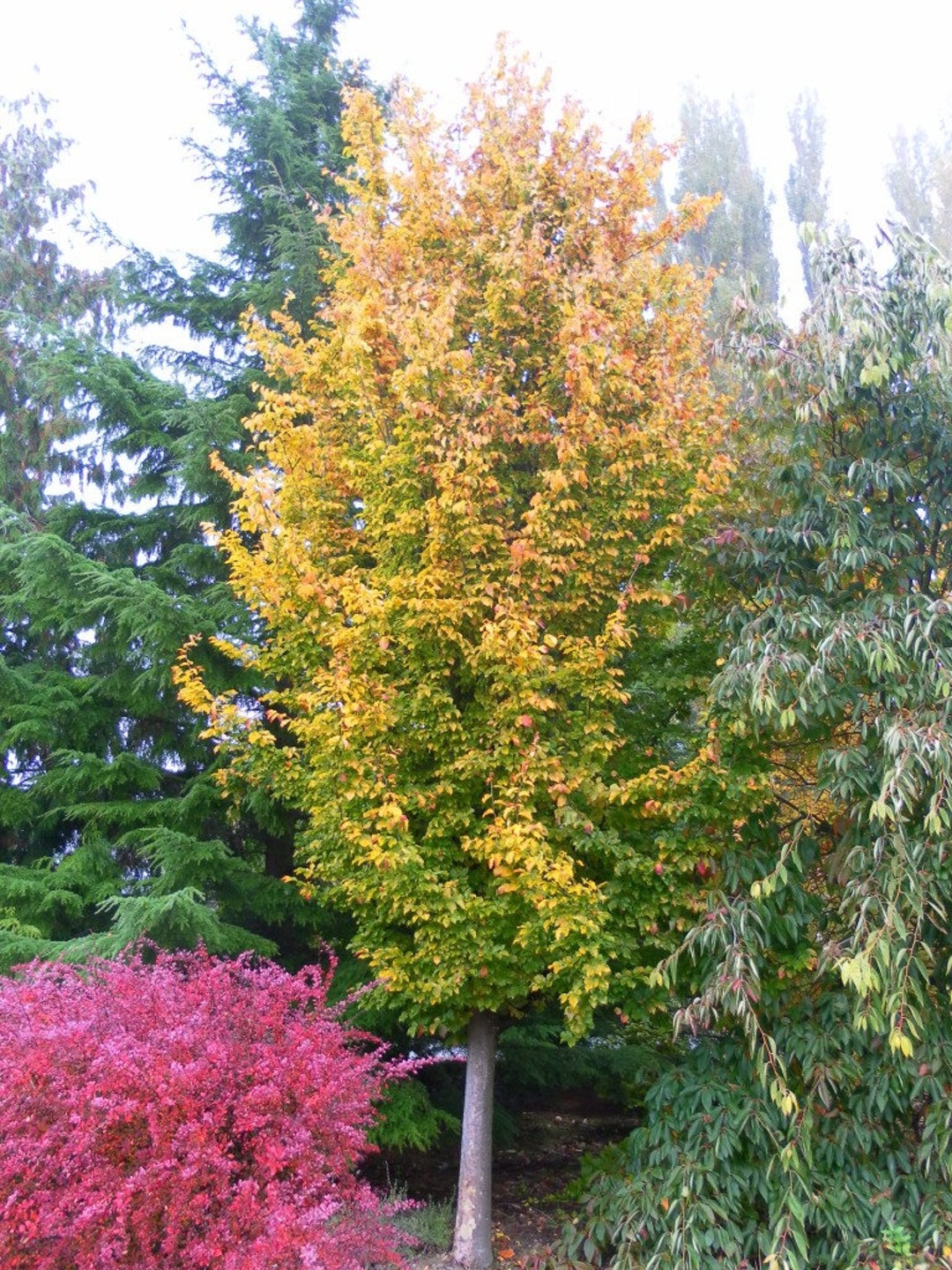 Parrotia Persica Golden Belltower™ 12 Tall 1 Gallon Pot - Etsy