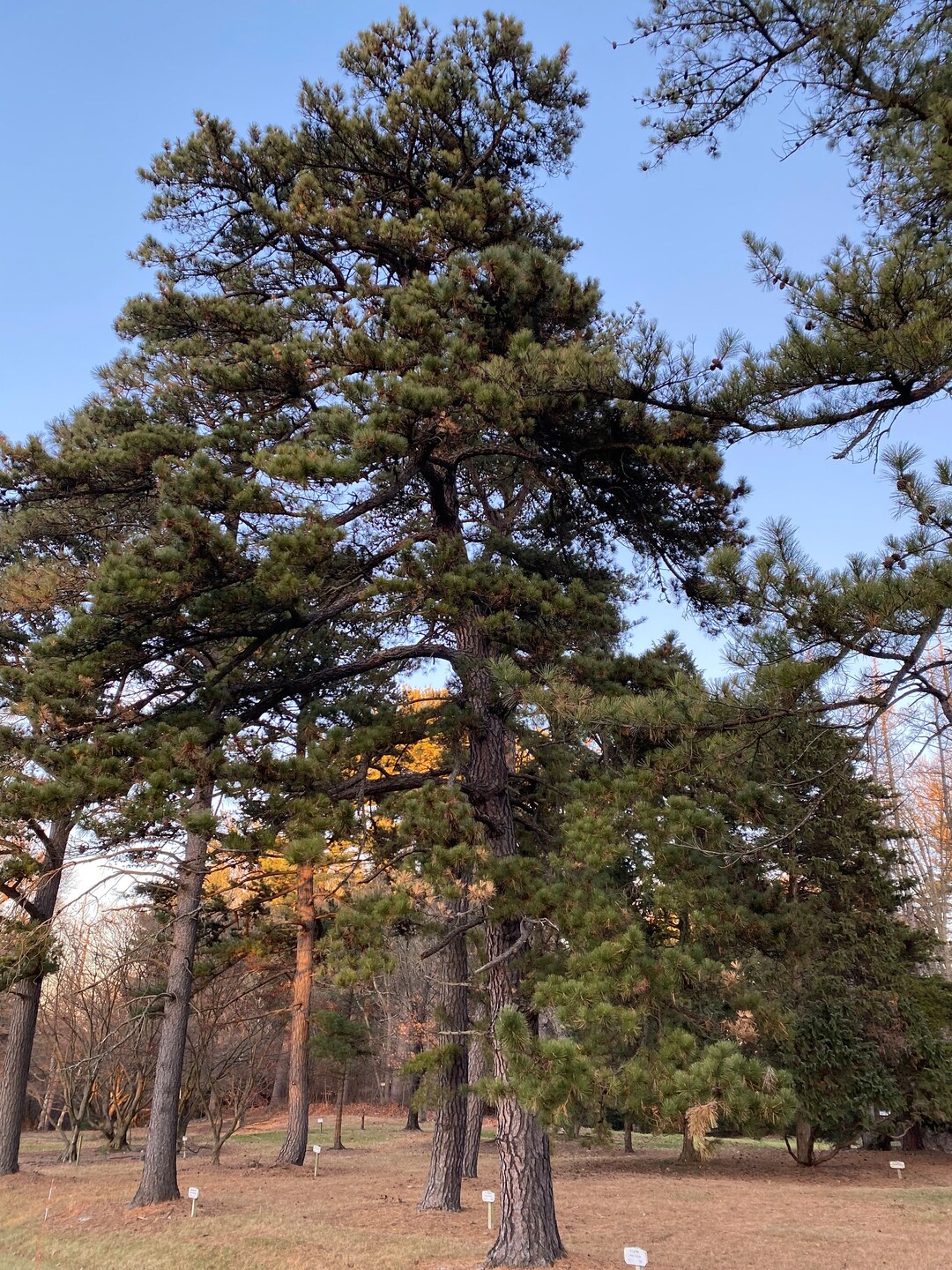 Pinus Rigida - Pitch Pine - Native Tree - 12” Tall - 1 Gallon Pot - Etsy