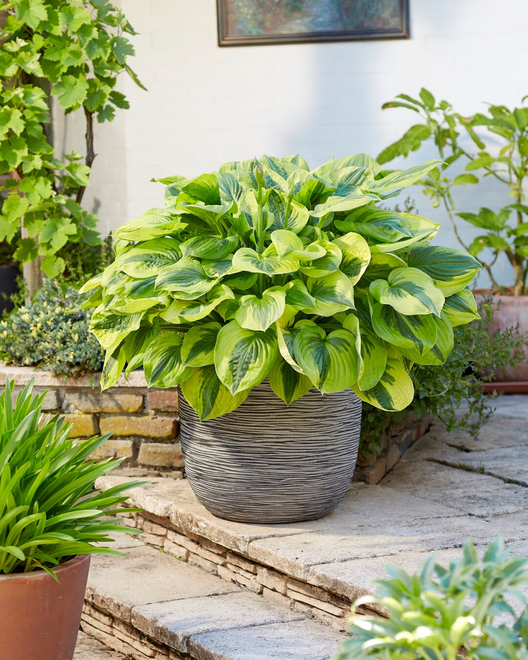 Hosta 'summer Lovin' #1 Division Size Starter Plant - Ships Bare Root ...