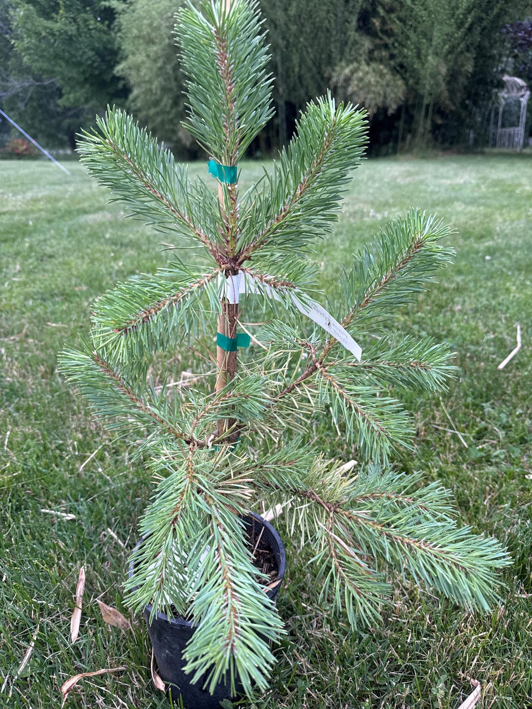 Pinus Sylvestris 'buchanan’s Gold' - Golden Scotch Pine - Live Plant ...