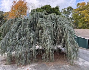 Weeping Blue Atlas Cedar 1 - Year Live Tree - Etsy