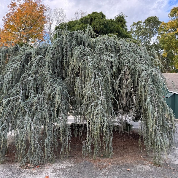 Weeping Blue Spruce - Etsy