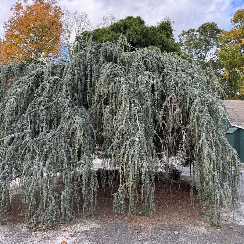 Weeping Blue Atlas - Etsy