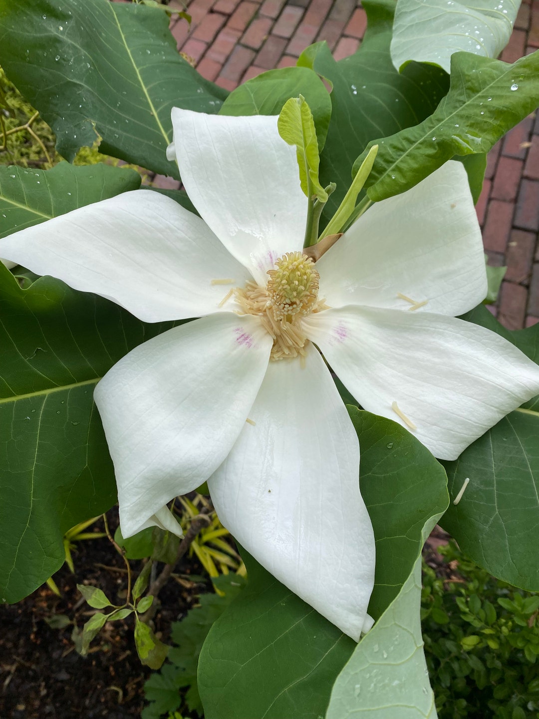 Magnolia Macrophylla Var. Ashei - Bigleaf Magnolia - 24” Tall - 3 ...