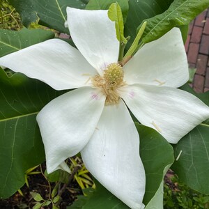 Magnolia Macrophylla Var. Ashei Bigleaf Magnolia 8 Tall 4 Pot - Etsy