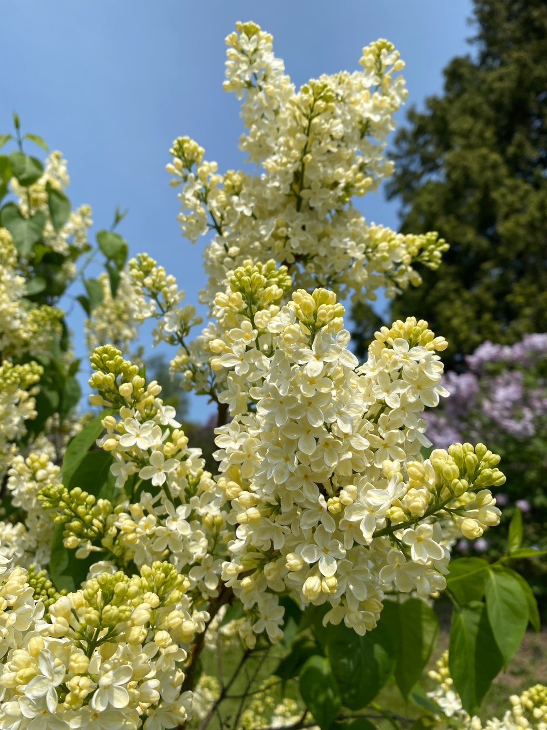 Syringa Vulgaris 'primrose' Lilac - Yellow Flowering Lilac - Live Plant ...