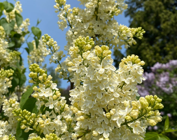 Syringa Vulgaris 'primrose' Lilac - Yellow Flowering Lilac - Live Plant ...