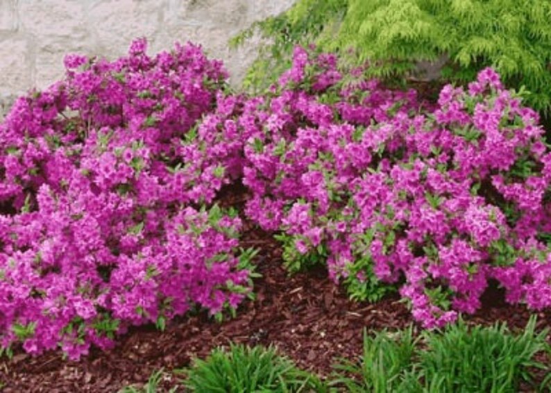 Herbert Azalea Rhododendron 'herbert' Live Plant 1 Gallon Pot - Etsy