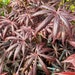 Acer Palmatum 'twomblys Red Sentinal' Japanese Maple Live Plant 12 Tall ...