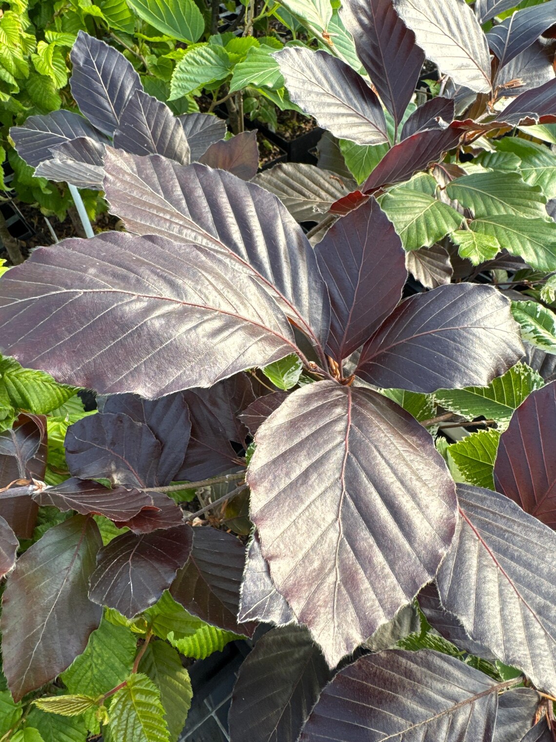 Fagus Sylvatica 'riversii' - European Beech - Live Plant - 10” Tall - 1 ...