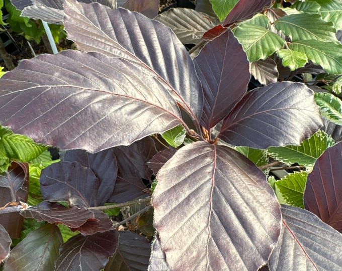 Fagus Sylvatica 'riversii' - European Beech - Live Plant - 10” Tall - 1 ...