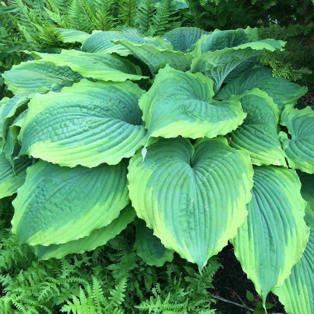 Hosta 'spartacus' 3" Pot Size Starter Plant - Etsy