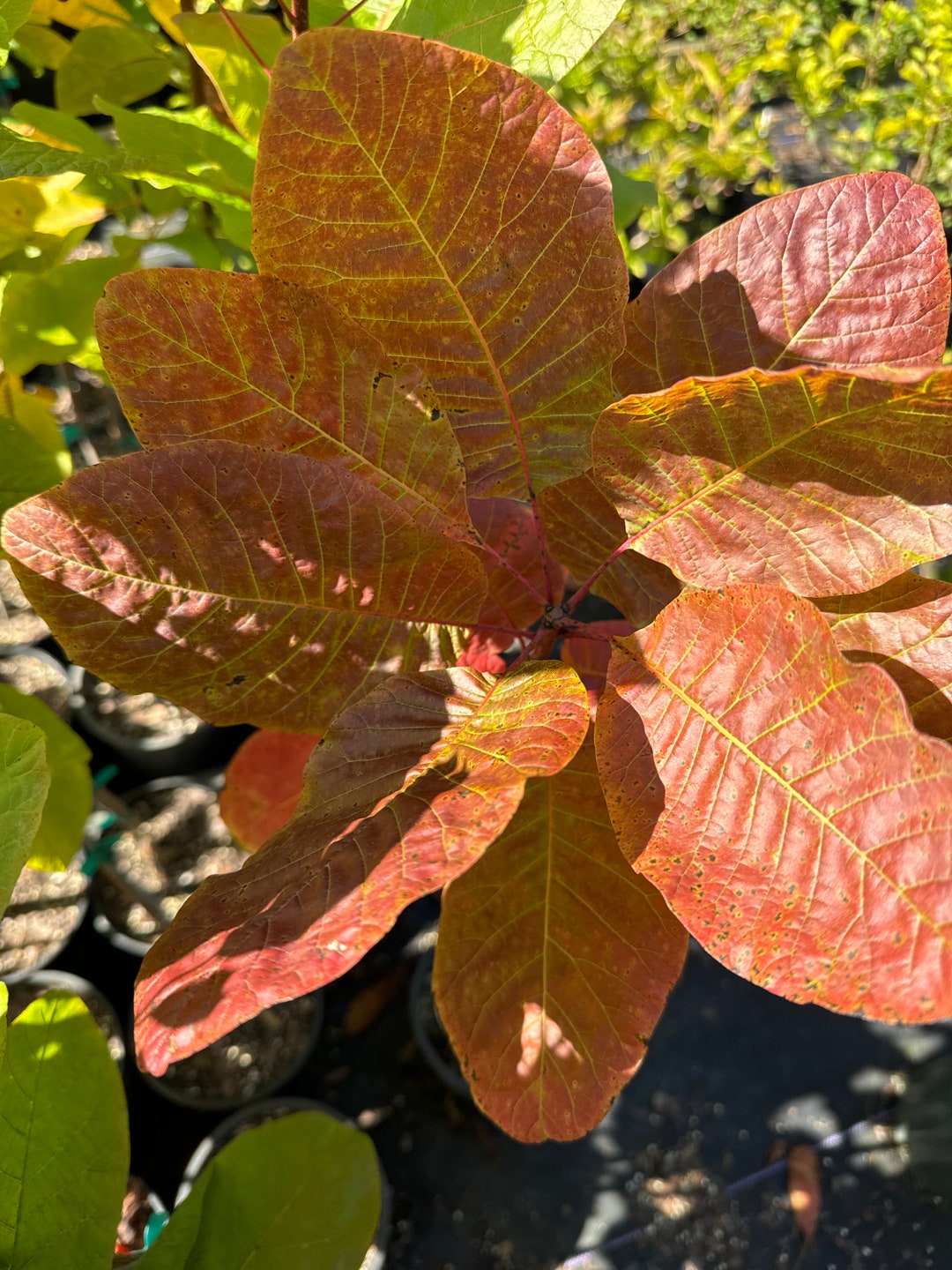 Cotinus Obovatus - Smoke Tree - 1 Gallon Pot Size Plant - Etsy