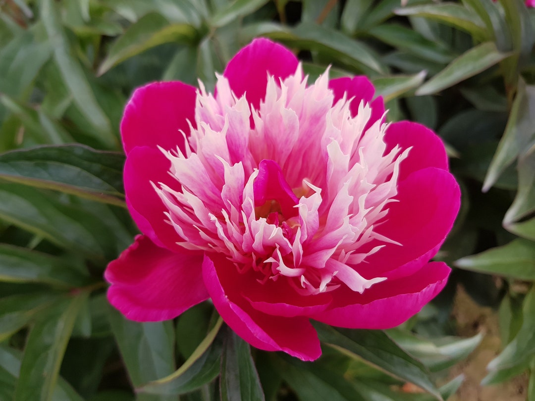 Paeonia 'fantastic' Bare-root Peony Plant 3-5 Eye Division - Etsy