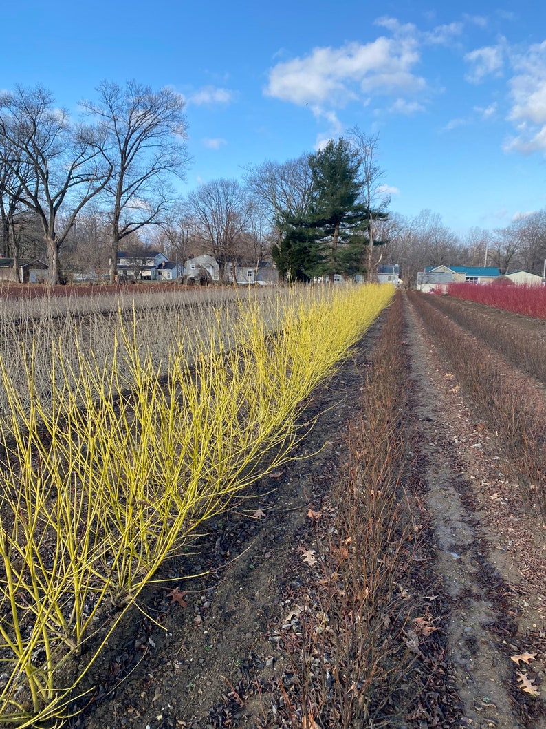 Cornus Alba 'bud's Yellow' Yellow Twig Dogwood - Etsy