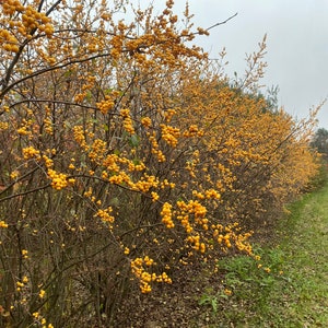 Ilex Verticillata 'chrysocarpa'- Yellow Fruit Winterberry - 3 Gallon ...