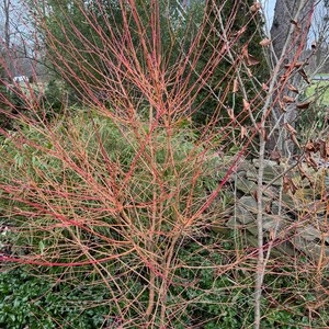 Cornus Midwinter Fire Dogwood - 1 Gallon Pot Size Plant - Etsy