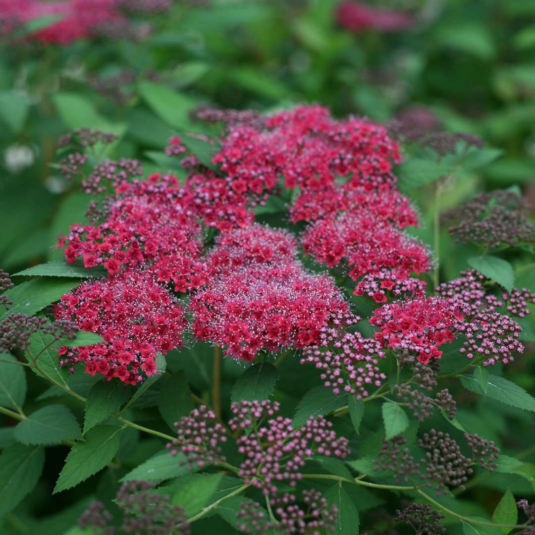 Double Play® Red - Spiraea Japonica - Live Plant - 4" Pot Size Plant - Etsy