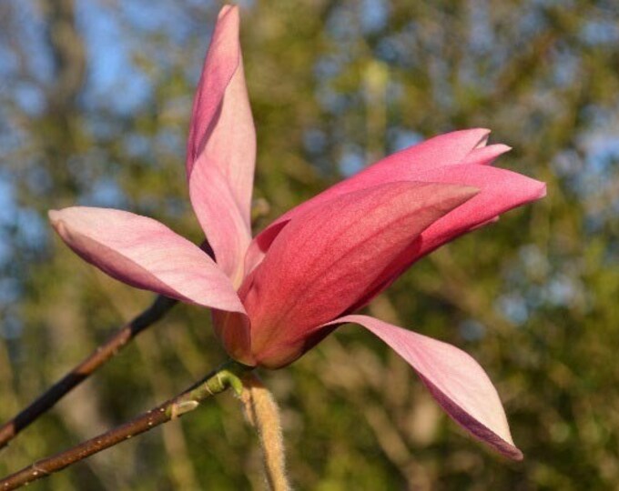Magnolia 'daybreak' - Columnar Magnolia - 18" Tall - Ships Bare Root - Etsy