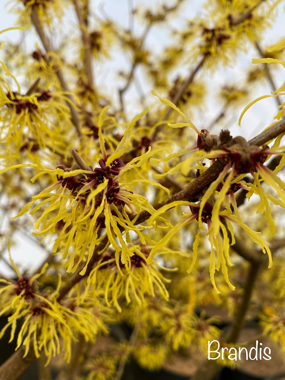 Hamamelis X Intermedia 'brandis' Witch Hazel - Live Plant - 30” Tall ...