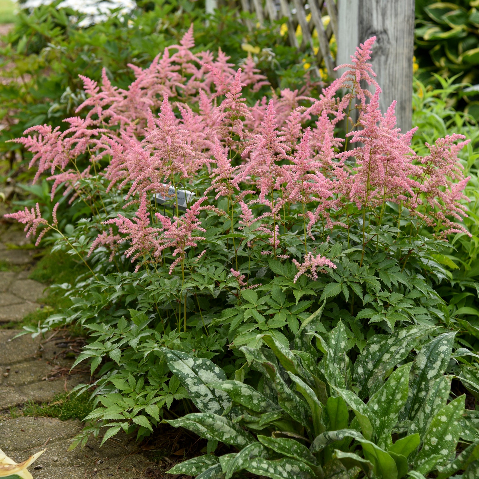 Astilbe 'Bressingham Beauty' 3 Bare Root Plants | Etsy