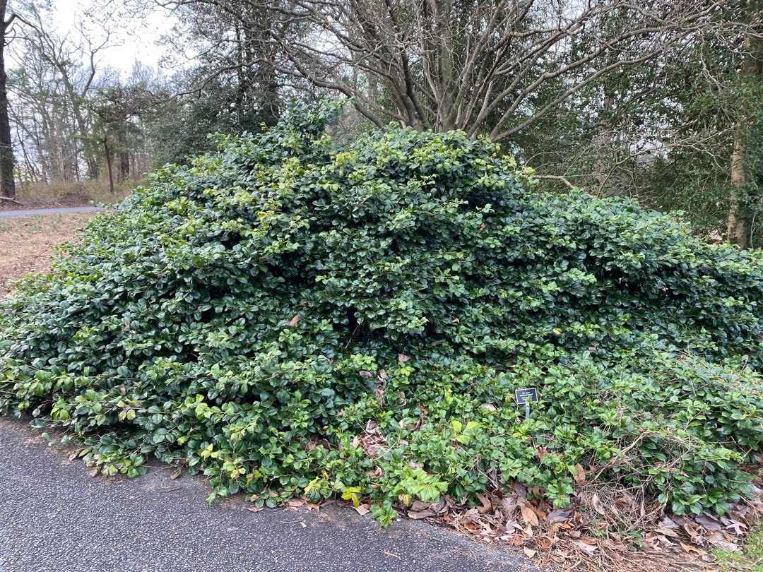 Ilex Opaca 'maryland Dwarf' American Holly Live Plant 1 Gallon Pot - Etsy