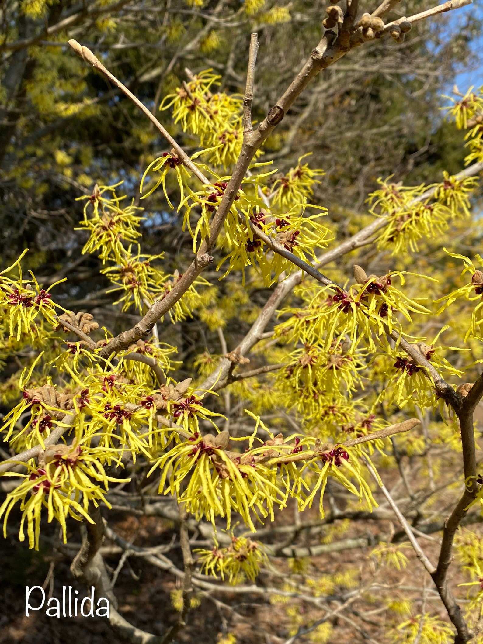Hamamelis X Intermedia 'pallida' Witch Hazel Live | Etsy