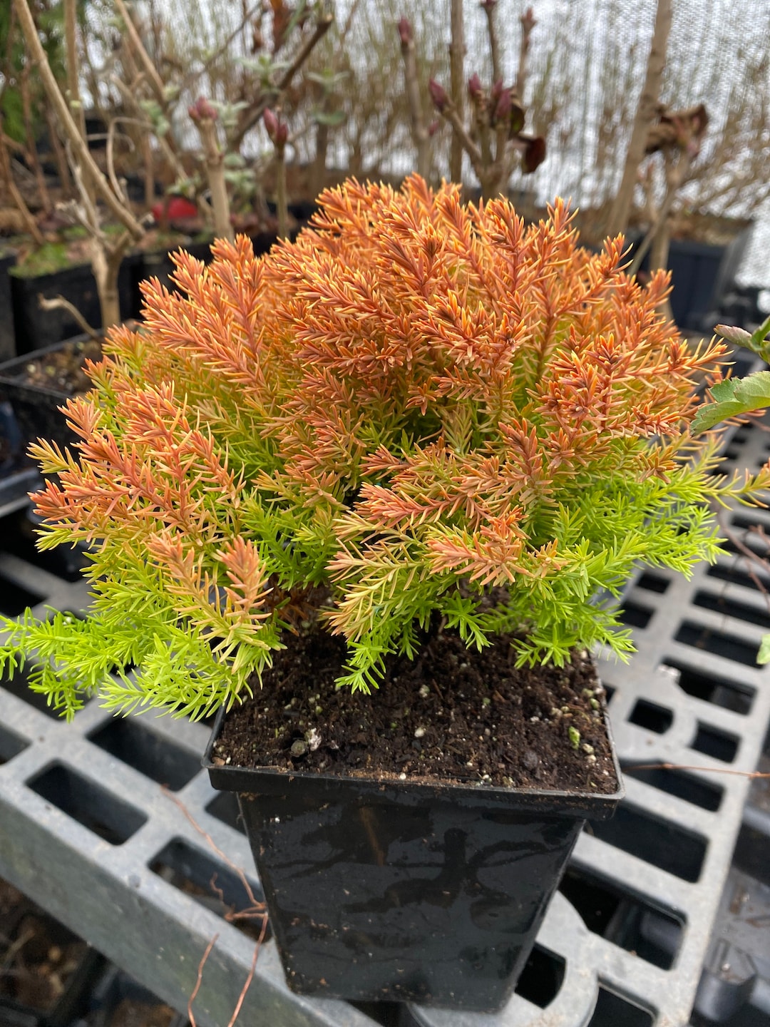 Thuja Occidentalis 'rheingold' Arborvitae Live Plant 4 Pot Size - Etsy