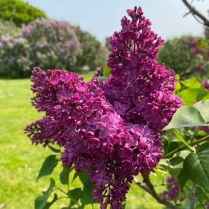 Syringa Vulgaris 'monge' Lilac - Live Plant - 1 Gallon Pot - Etsy