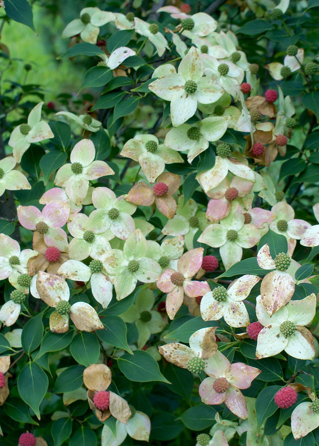 Cornus Kousa 'madison' Crown Jewel™ Chinese Dogwood 18 Tall Ships Bare ...