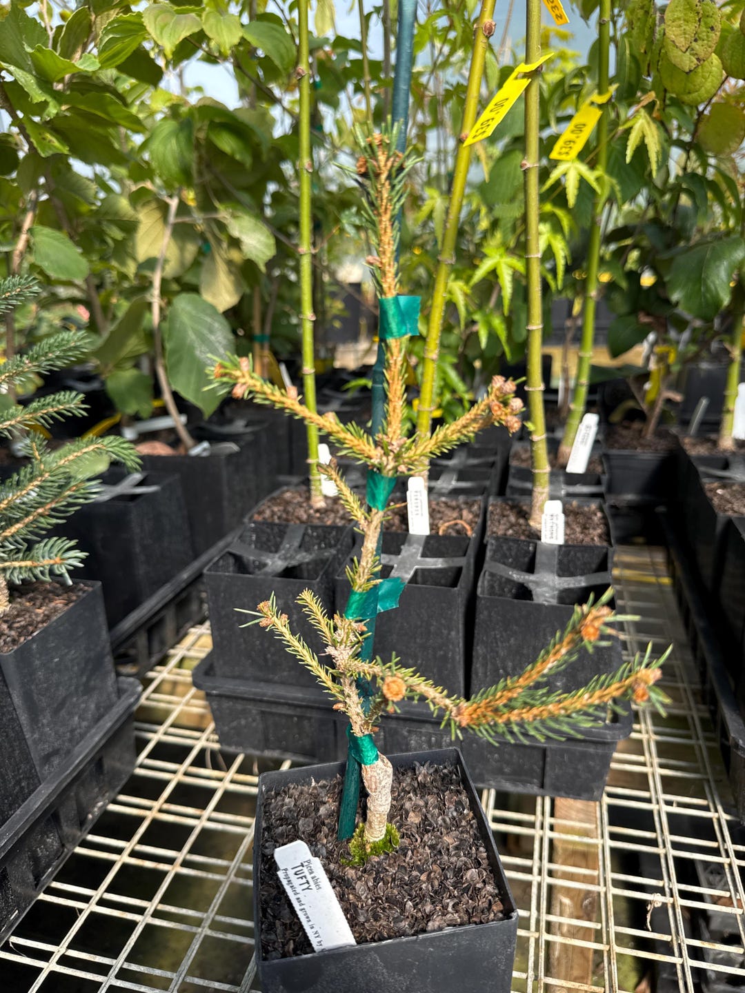 Picea Abies 'tufty' - Live Plant - 6” Tall - 1 Year Graft - Etsy