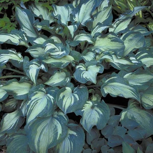 Hosta 'afterglow' 3 Pot Size Starter Plant - Etsy