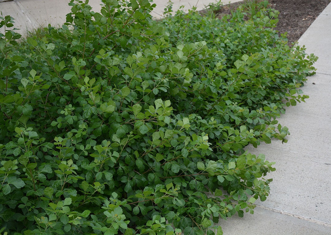 Rhus Aromatica 'gro-low' - Gro-low Fragrant Sumac - Live Plant - 1 ...