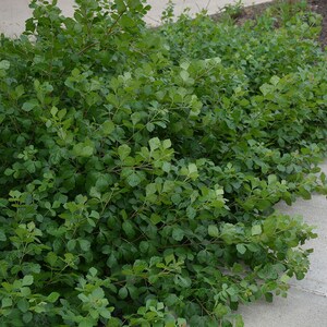 Rhus Aromatica 'gro-low' Gro-low Fragrant Sumac Live Plant 1 Gallon Pot ...