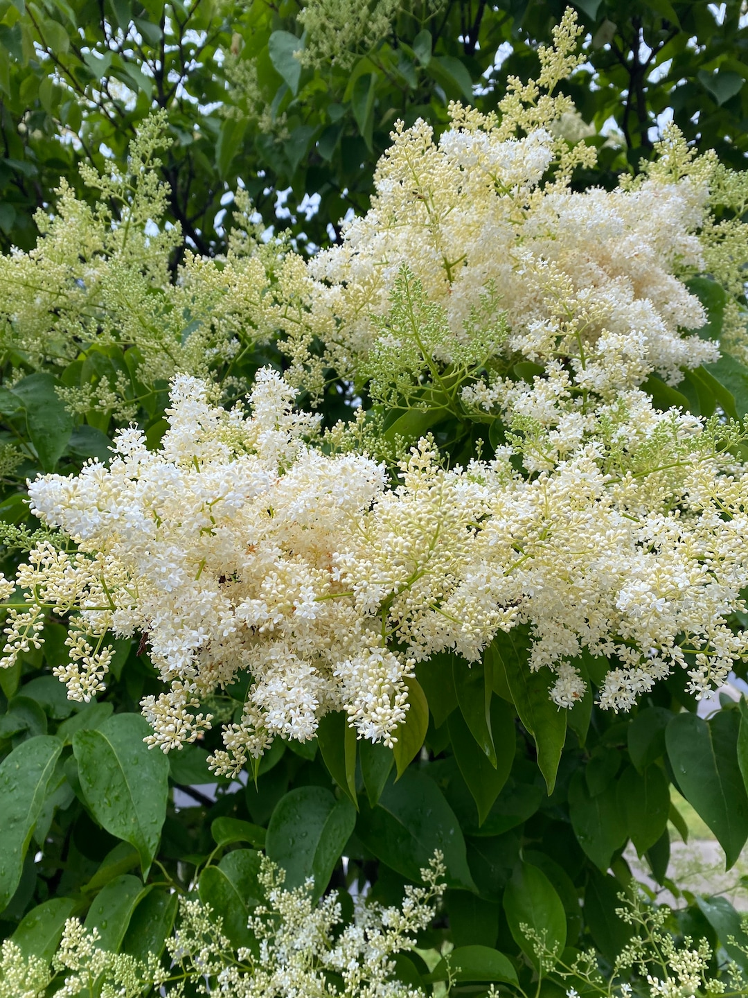 Syringa Reticulata 'ivory Silk'- Ivory Silk Japanese Tree Lilac - Live ...