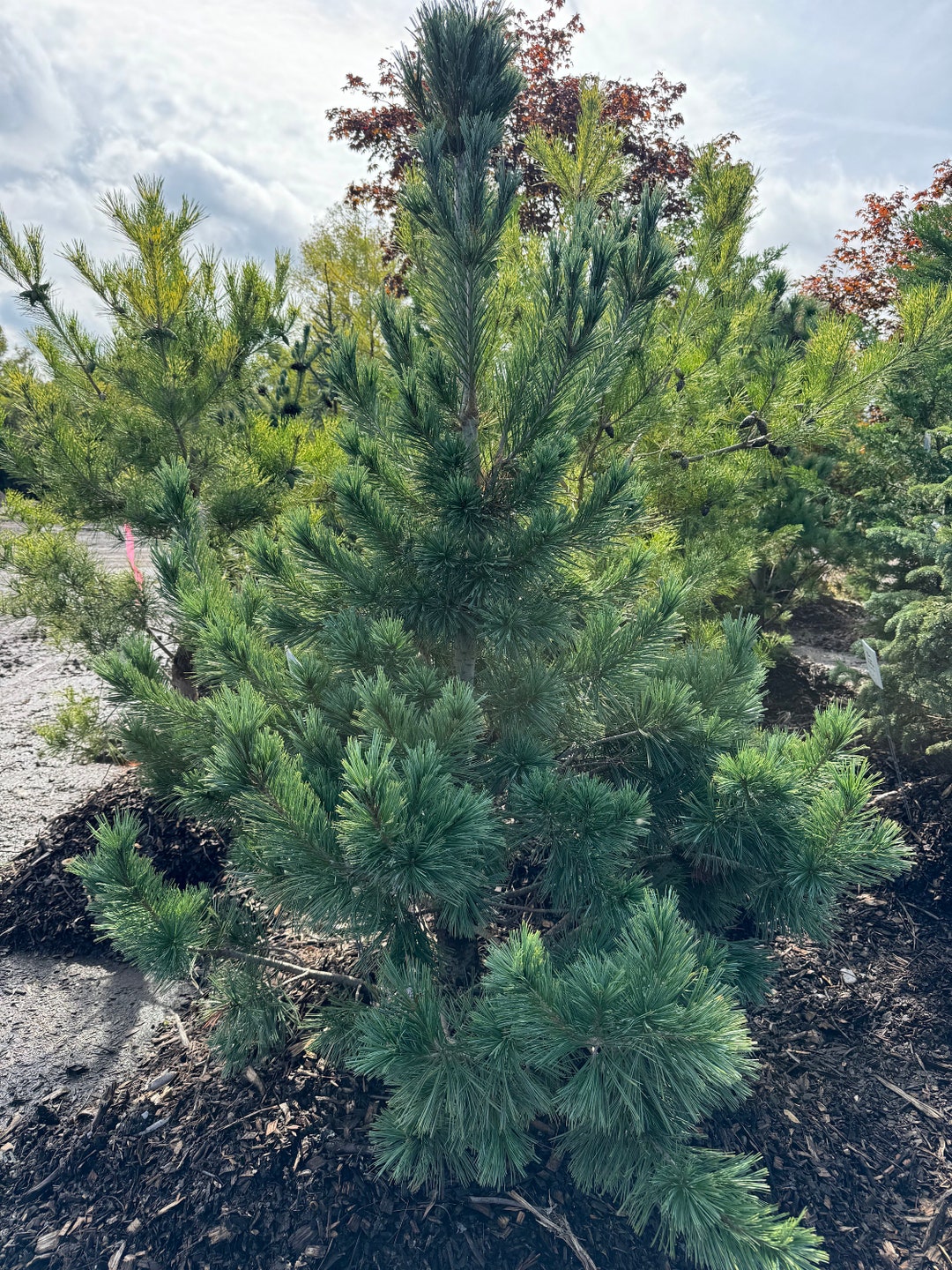 Pinus Flexilis 'vanderwolf's Pyramid' - Limber Pine - 18" Tall - 1 ...