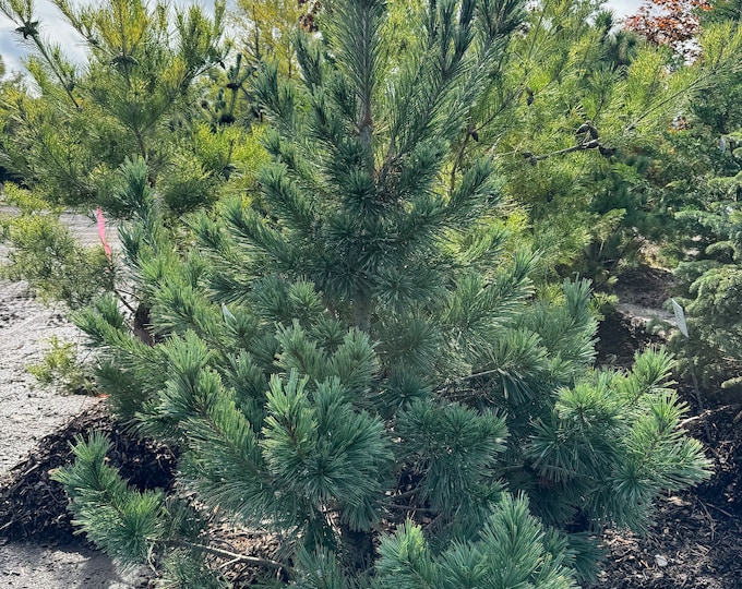 Vanderwolf Pyramid Pine - Forms a Perfect Pyramid 1 - Year Live Plant ...