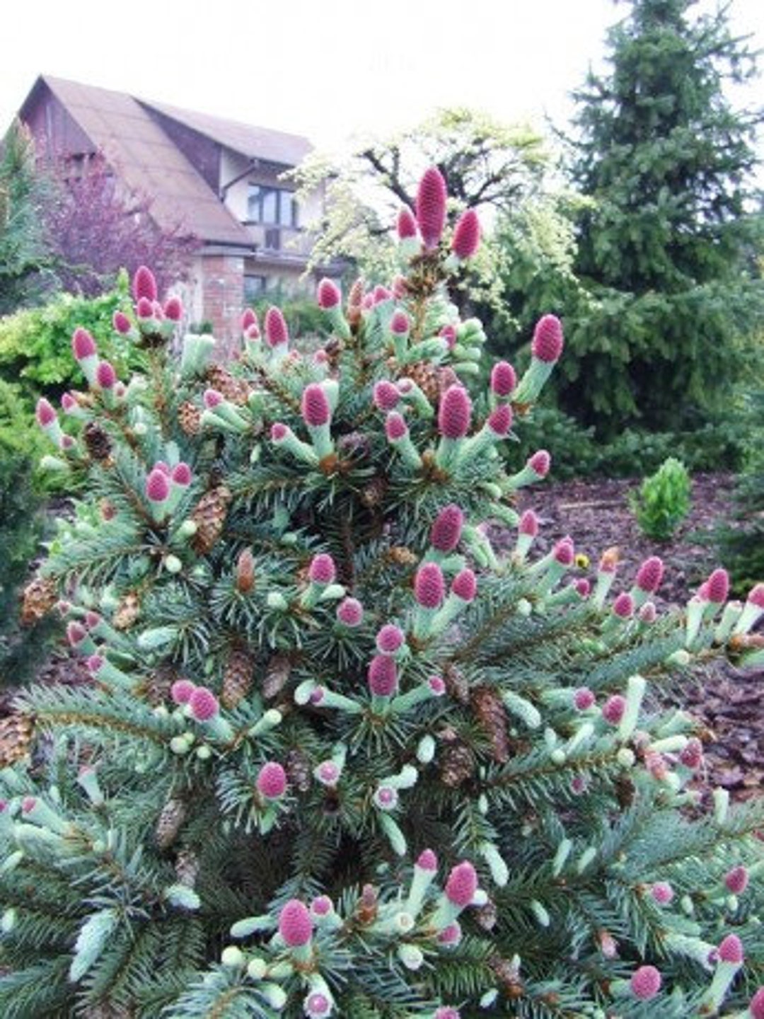 Picea Pungens 'hermann Naue' - Colorado Blue Spruce - Live Plant - 6 ...