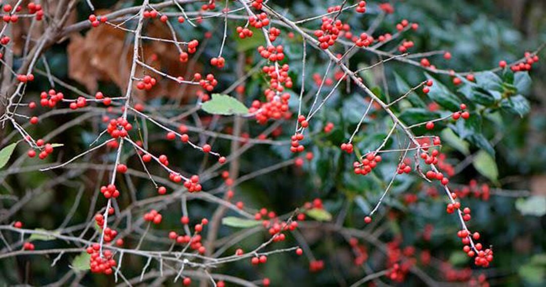 Ilex Decidua 'warren's Red' - Possumhaw Holly - 1 Gallon Pot - Etsy