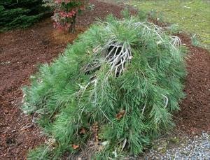 Pinus Densiflora 'pendula' Japanese Red Pine 24 Tall 1 Gallon Pot - Etsy