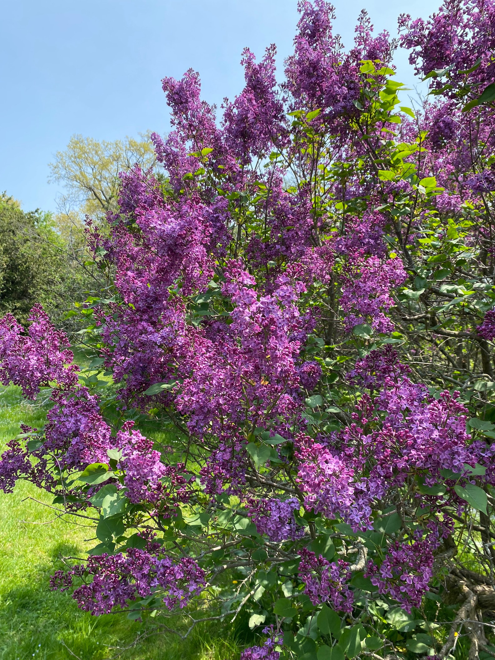 Syringa X Hyacinthiflora 'pocahontas' - Purple Lilac - Live Plant - 4 ...