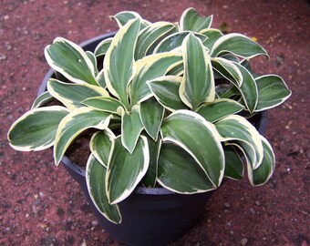 Hosta 'afterglow' 3 Pot Size Starter Plant - Etsy
