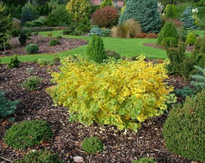 Ginkgo Biloba 'everton Broom' - Dwarf Ginkgo Tree - Live Plant - 8 ...